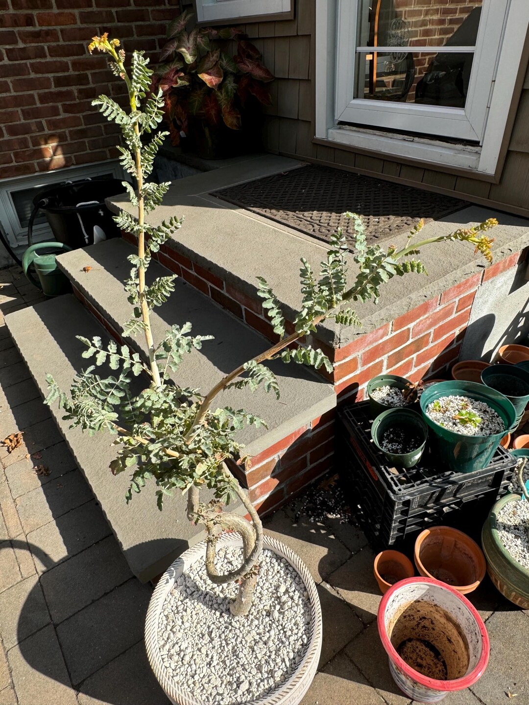 Boswellia Dioscoridis LARGE - Socotran Frankincense Plant - Succulent ...