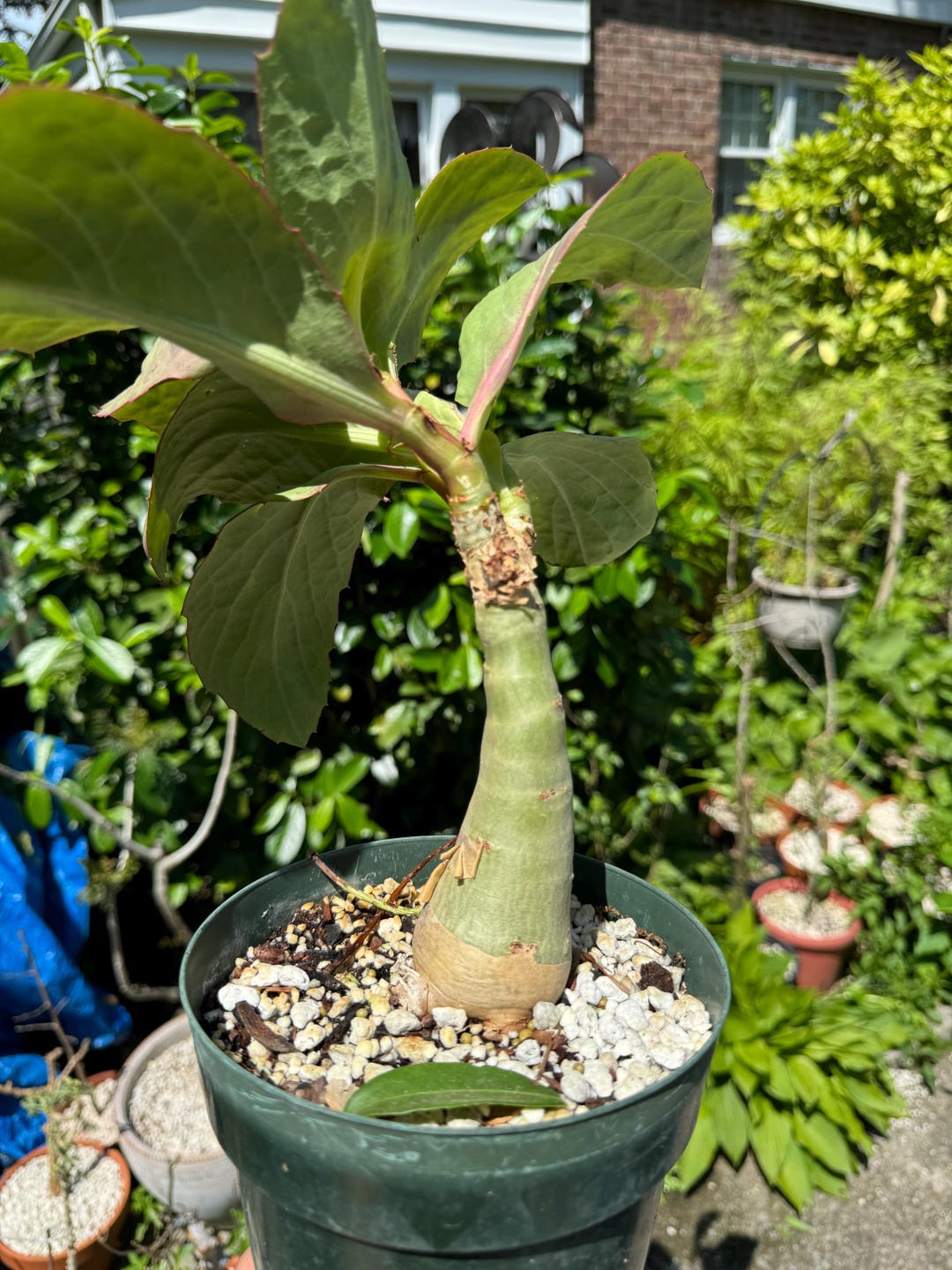Cyphostemma Juttae - Rare Succulent Caudex Tree - Wild Grape - Etsy