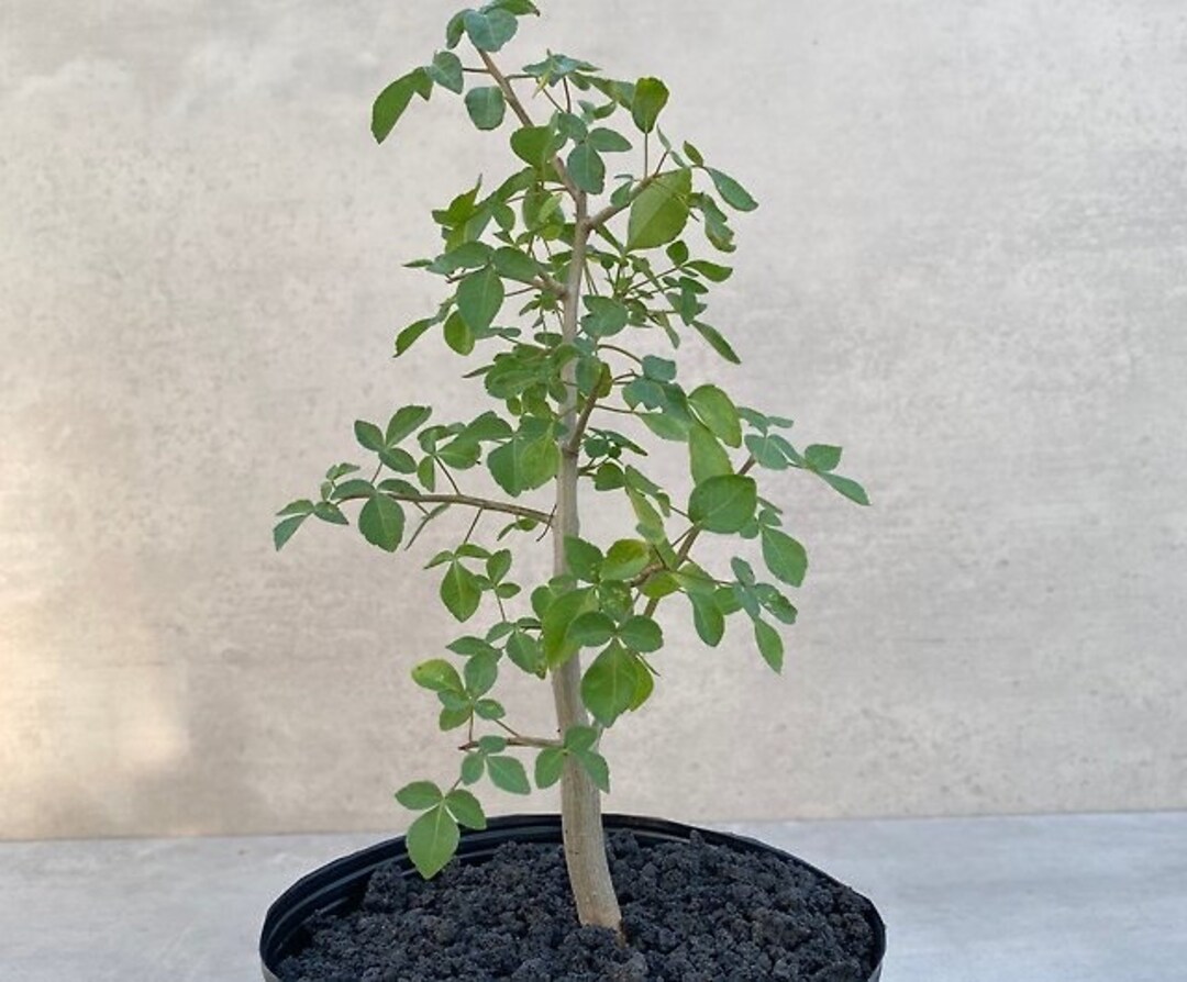 Commiphora Mildbraedii 10 SEEDS - Etsy