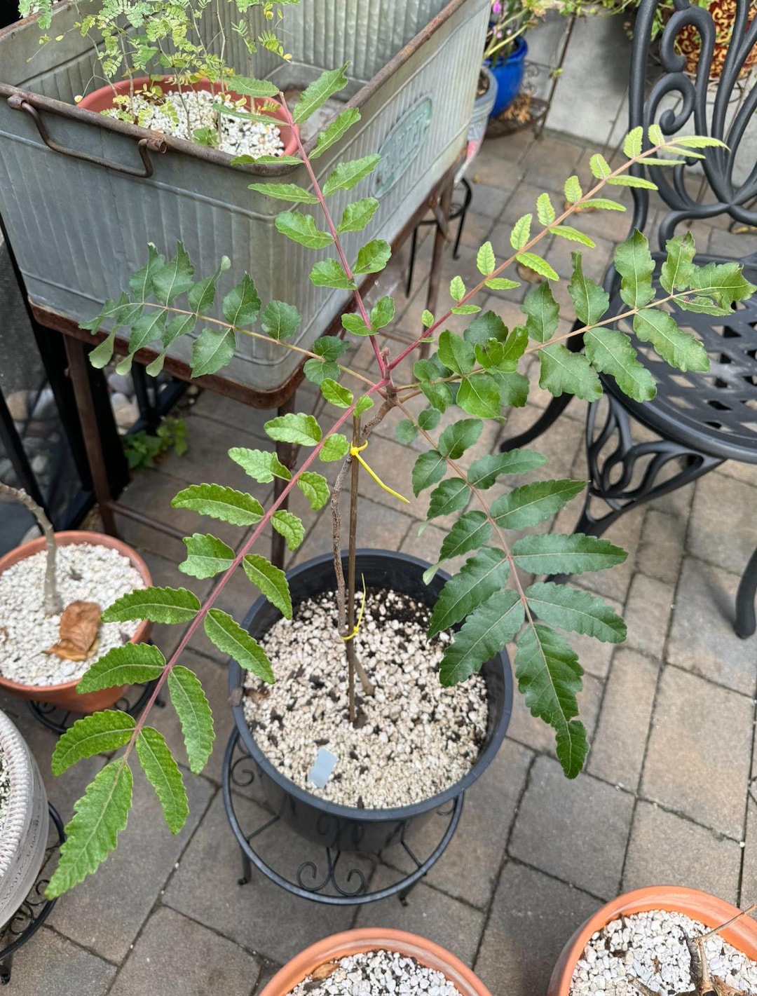 Boswellia Serrata Live Plant - Indian Frankincense Tree - Resin Incense ...