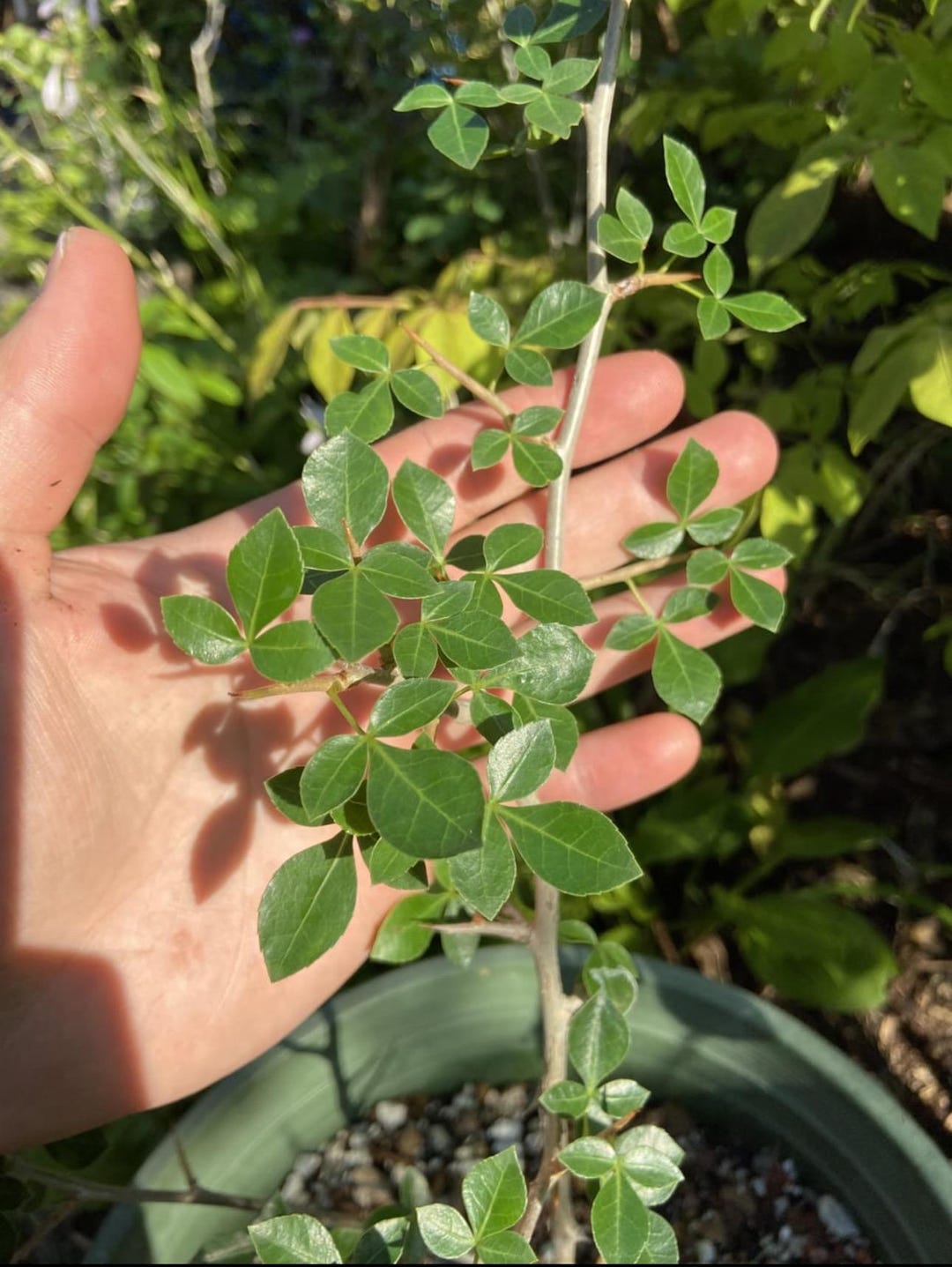 Commiphora Berryi - Rare Indian Myrrh Tree - Guggal Frankincense Tree ...