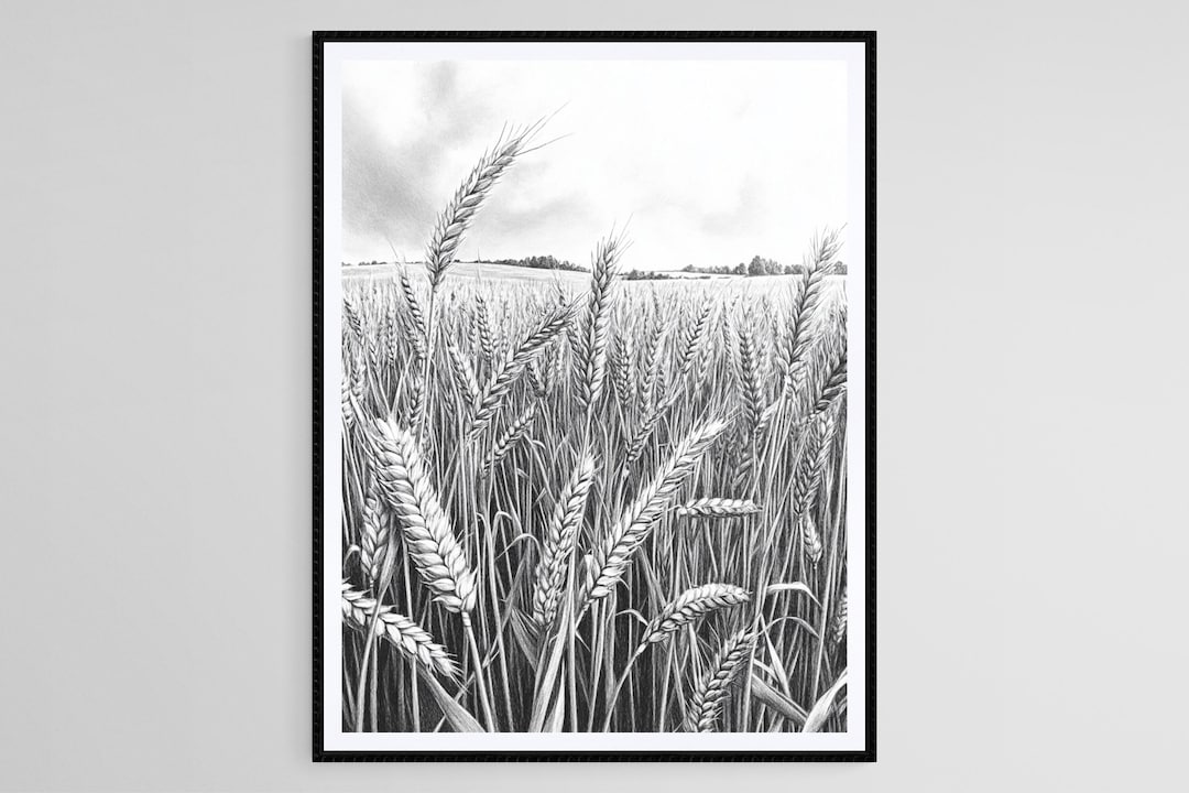 Detailed Rye Field Pencil Drawing, Black and White Farm Art ...