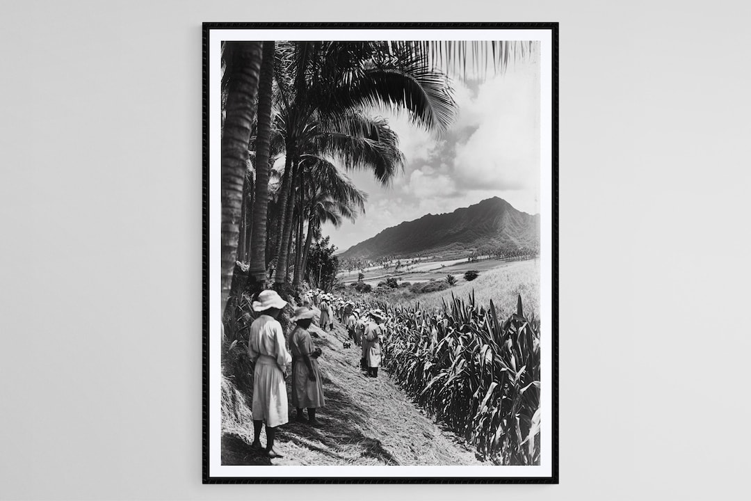 Vintage Hawaiian Sugarcane Plantation Photo Print, Early 20th Century ...