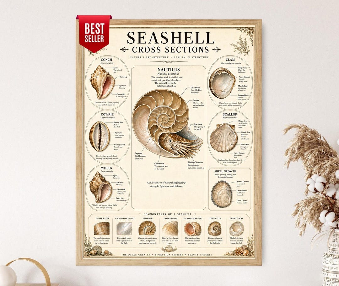 Seashell Cross Sections Poster, Marine Shell Anatomy Chart, Coastal ...