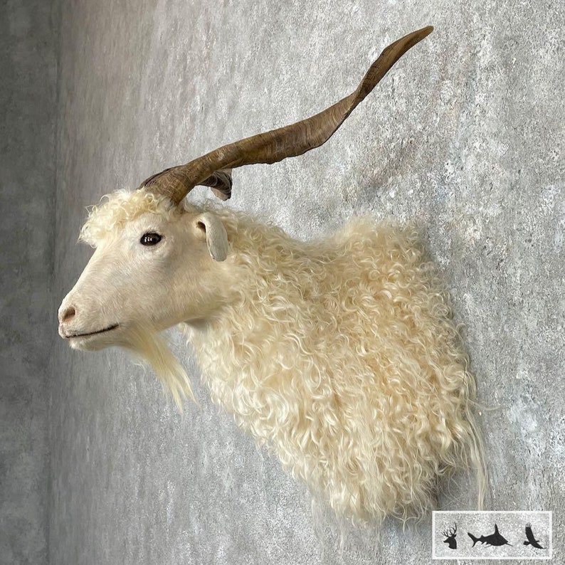 Catalina Goat Taxidermy Shoulder Mount Grade: Excellent - Etsy