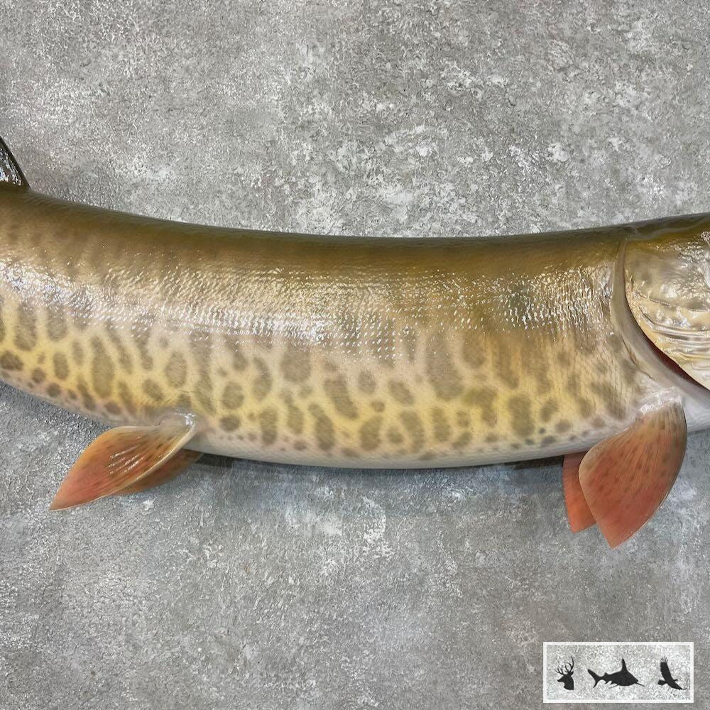 49.75 Muskie Reproduction Taxidermy Fish Mount Grade: World Class - Etsy