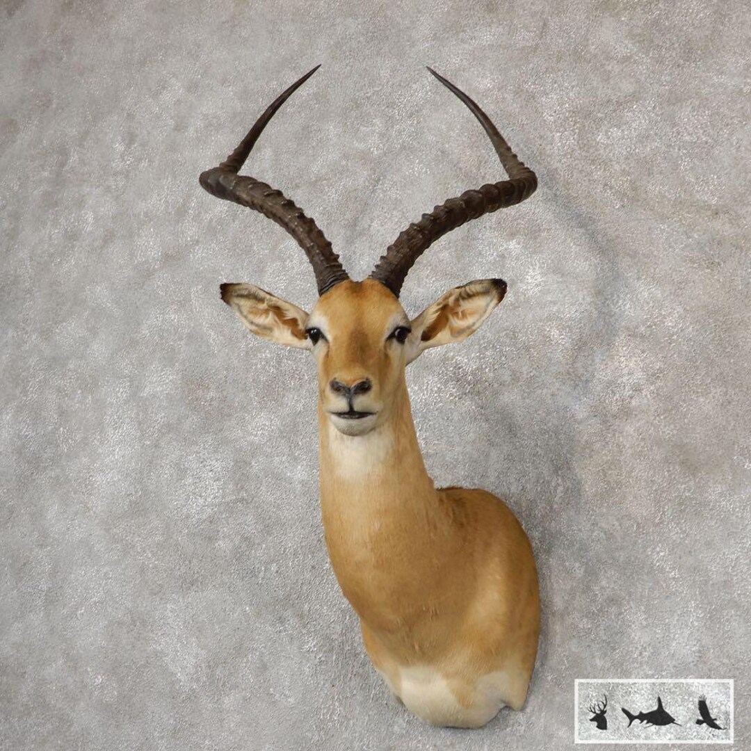 African Impala Shoulder Taxidermy Head Mount Grade: Excellent - Etsy