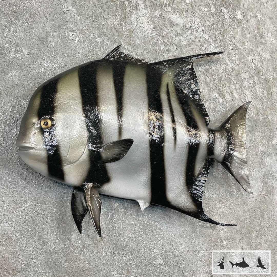 Reproduction Atlantic Spadefish Taxidermy Mount Grade: Premier - Etsy
