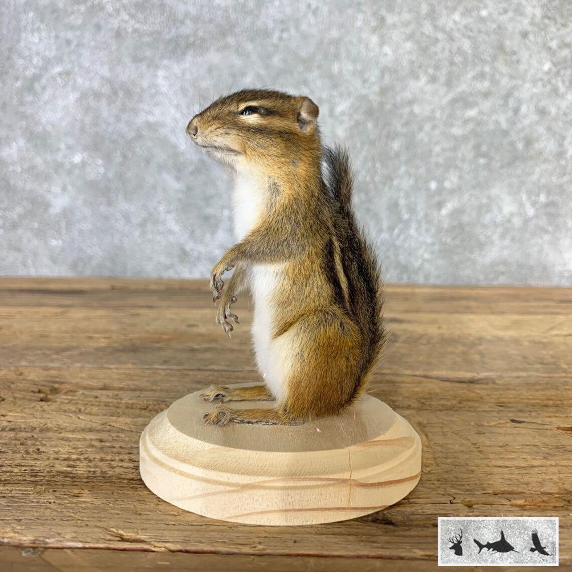 Chipmunk Life-size Taxidermy Mount Grade: Excellent - Etsy