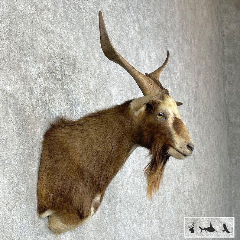 Feral Goat Taxidermy Shoulder Mount Grade: Excellent - Etsy