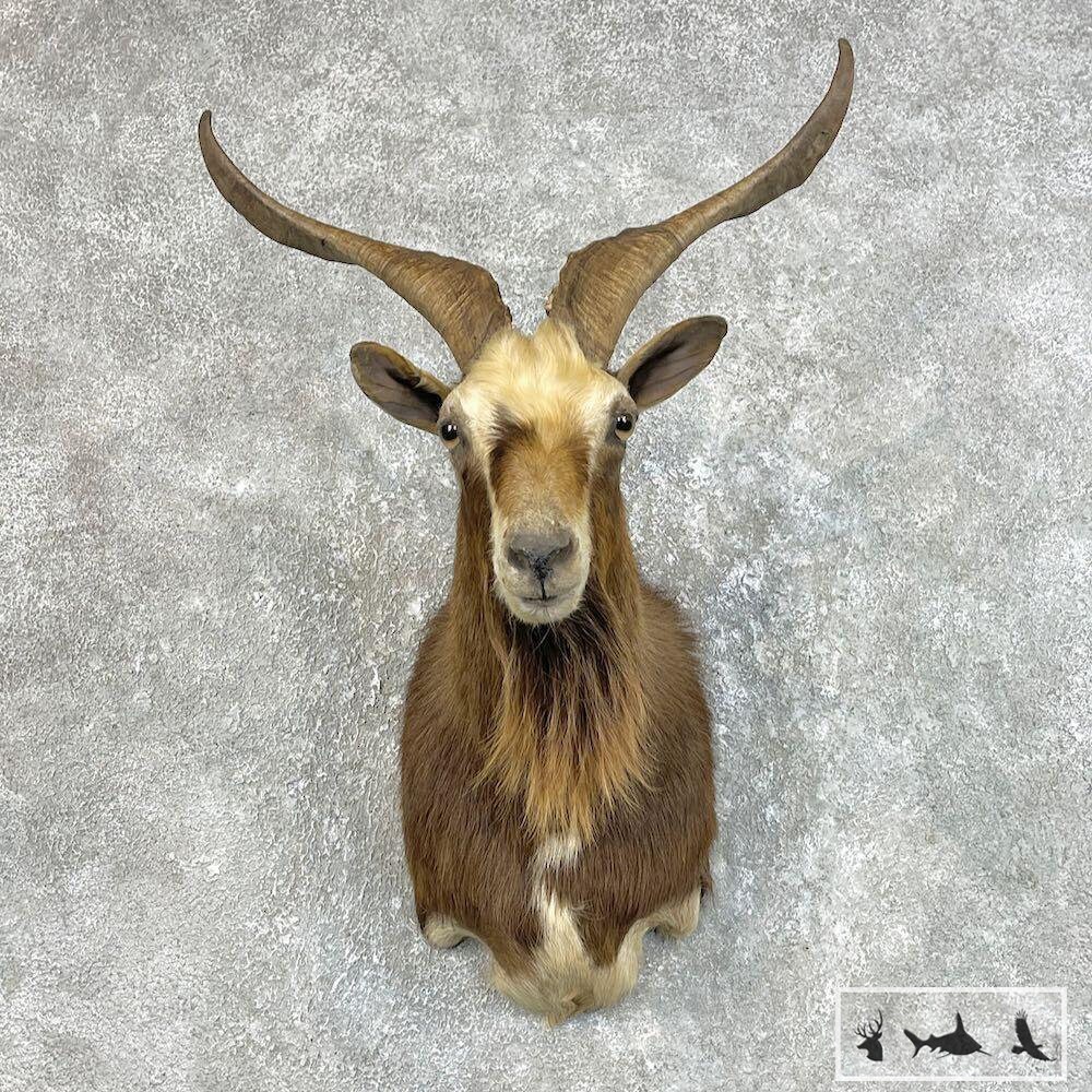 Feral Goat Taxidermy Shoulder Mount Grade: Excellent - Etsy