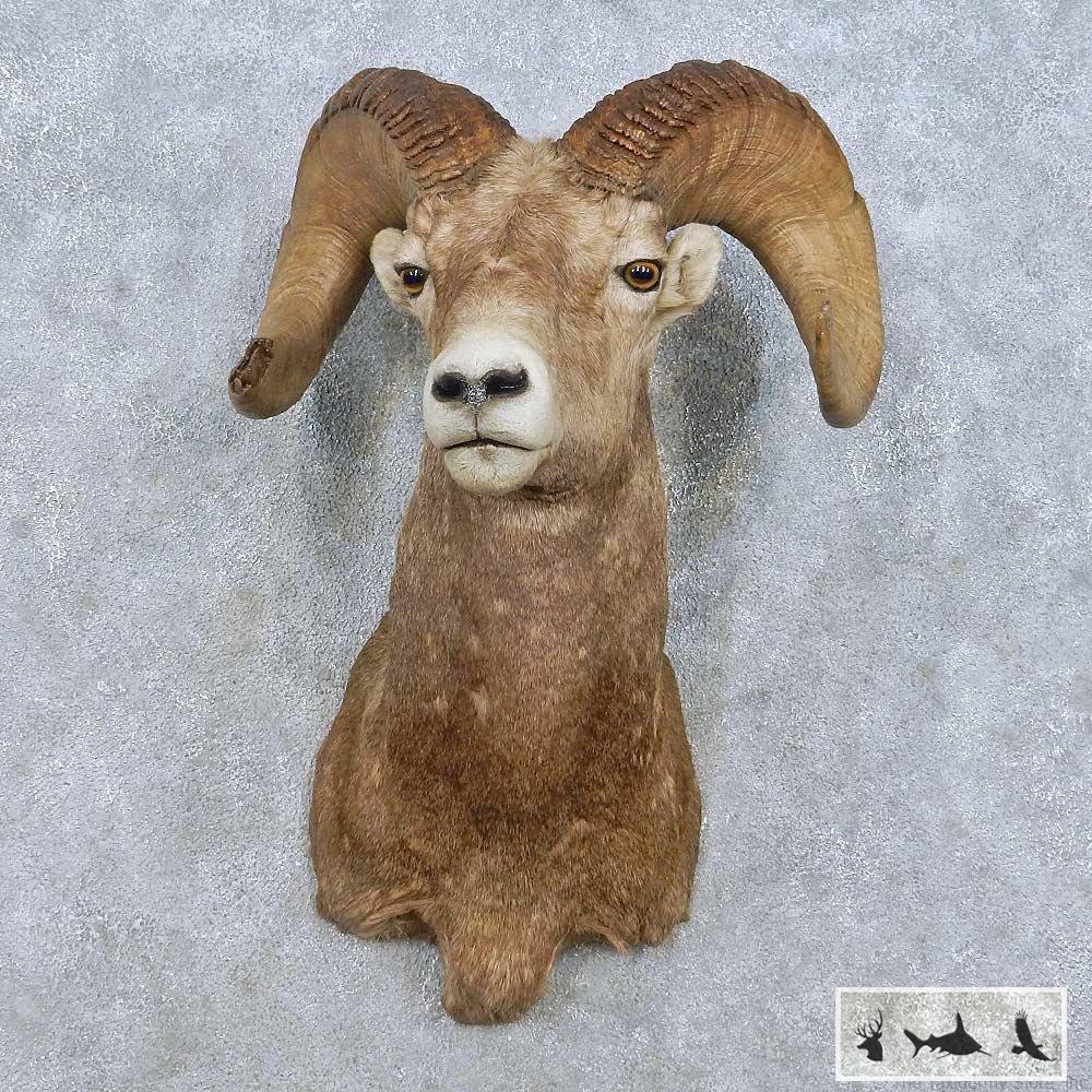 Bighorn Sheep Taxidermy Shoulder Mount Grade: Nice - Etsy