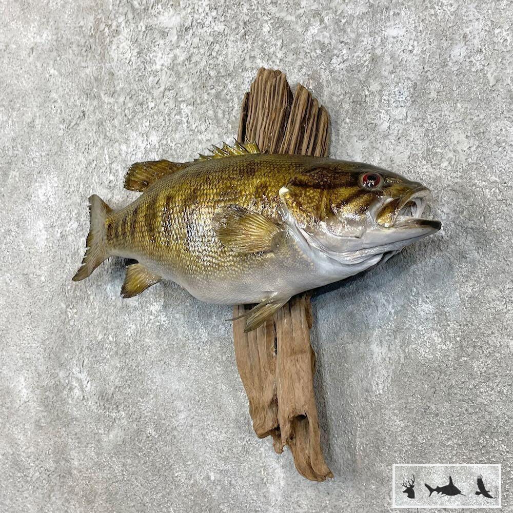 22 Smallmouth Bass Freshwater Taxidermy Fish Mount Grade: Premier - Etsy