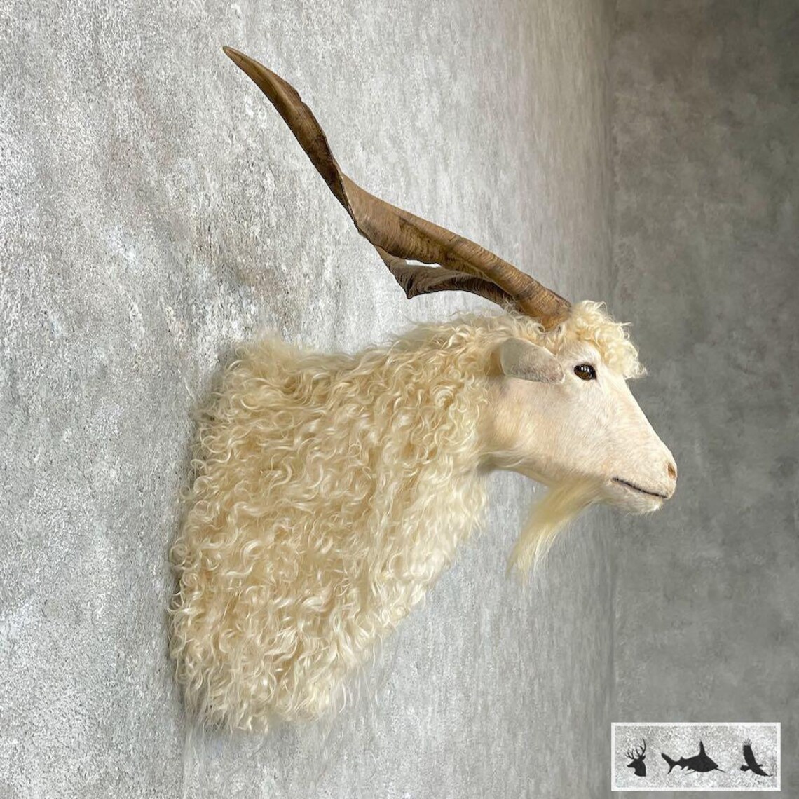 Catalina Goat Taxidermy Shoulder Mount Grade: Excellent - Etsy