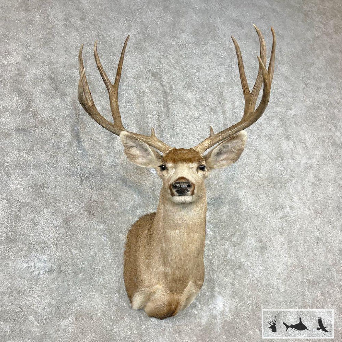 Mule Deer Taxidermy Shoulder Mount Grade: Excellent - Etsy