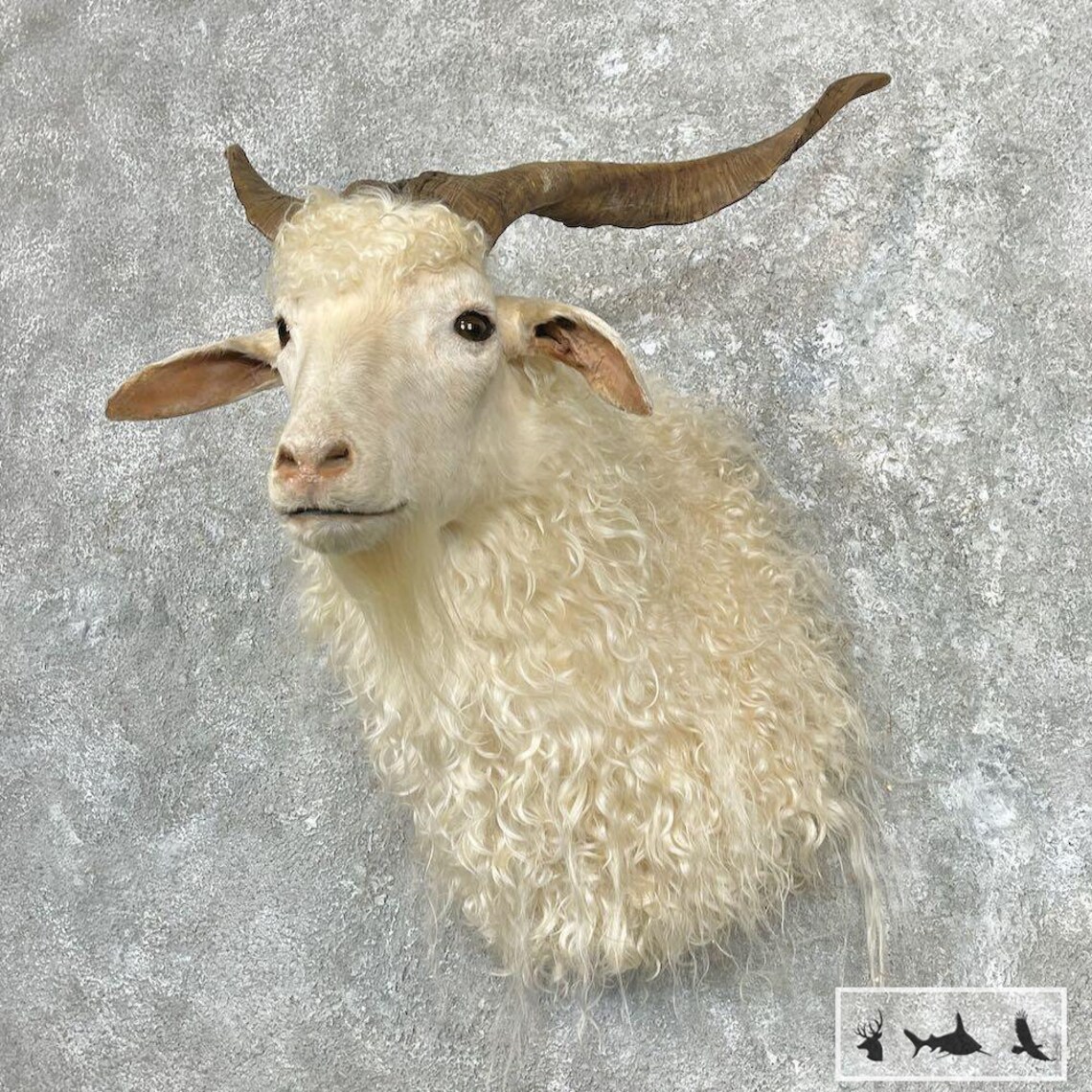 Catalina Goat Taxidermy Shoulder Mount Grade: Excellent - Etsy