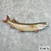 49.75 Muskie Reproduction Taxidermy Fish Mount Grade: World Class - Etsy