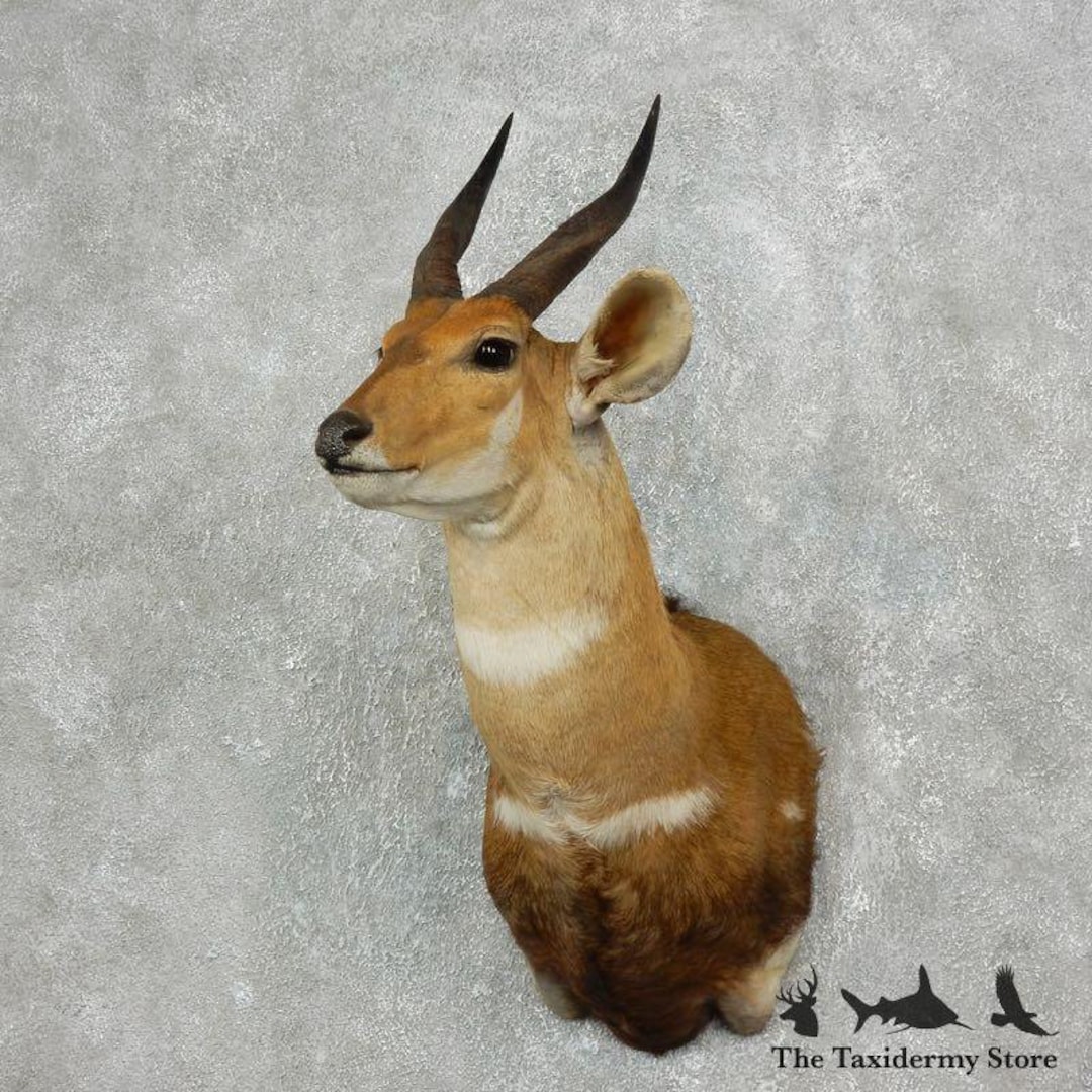 Cape Bushbuck Taxidermy Shoulder Mount Grade: Excellent - Etsy