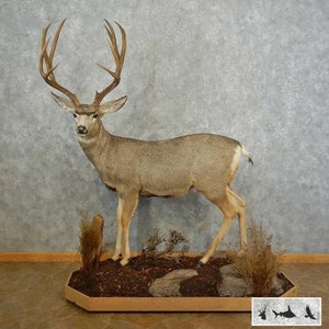 Mule Deer Life-size Taxidermy Mount Grade: Elite - Etsy