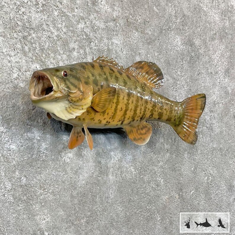 18 Smallmouth Bass Freshwater Taxidermy Fish Mount Grade: Excellent - Etsy