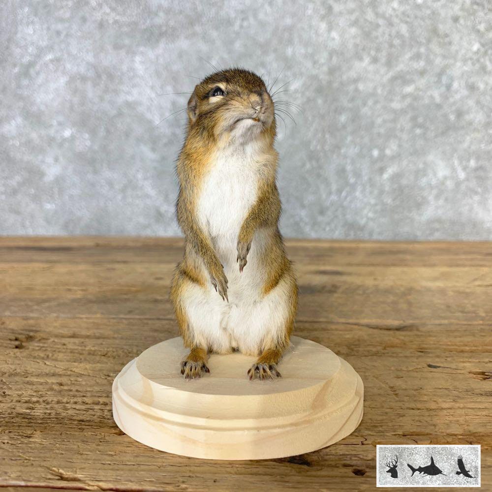 Chipmunk Life-size Taxidermy Mount Grade: Excellent - Etsy