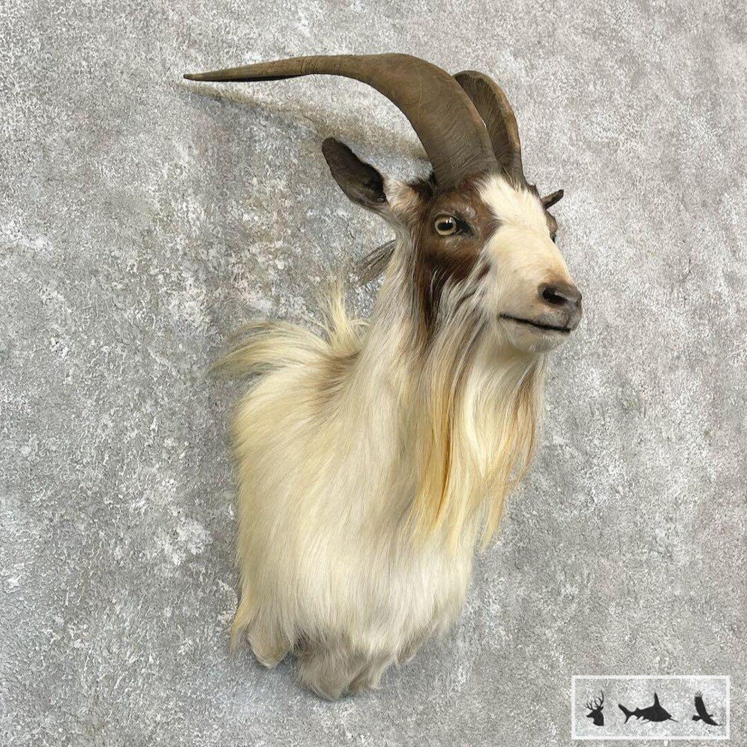 Catalina Goat Taxidermy Shoulder Mount Grade: Excellent - Etsy