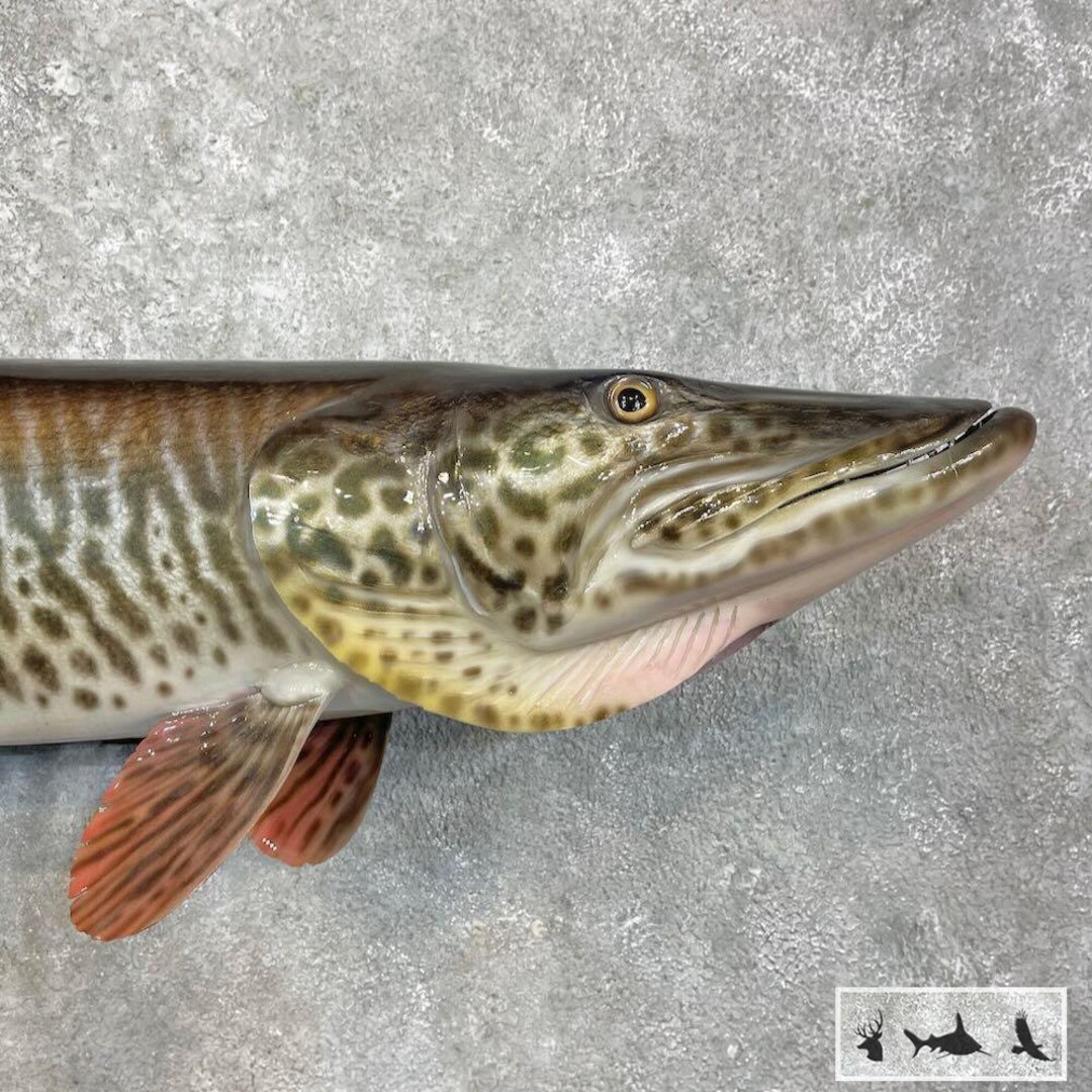 48.5 Reproduction Muskellunge Fish Mount Grade: World Class - Etsy