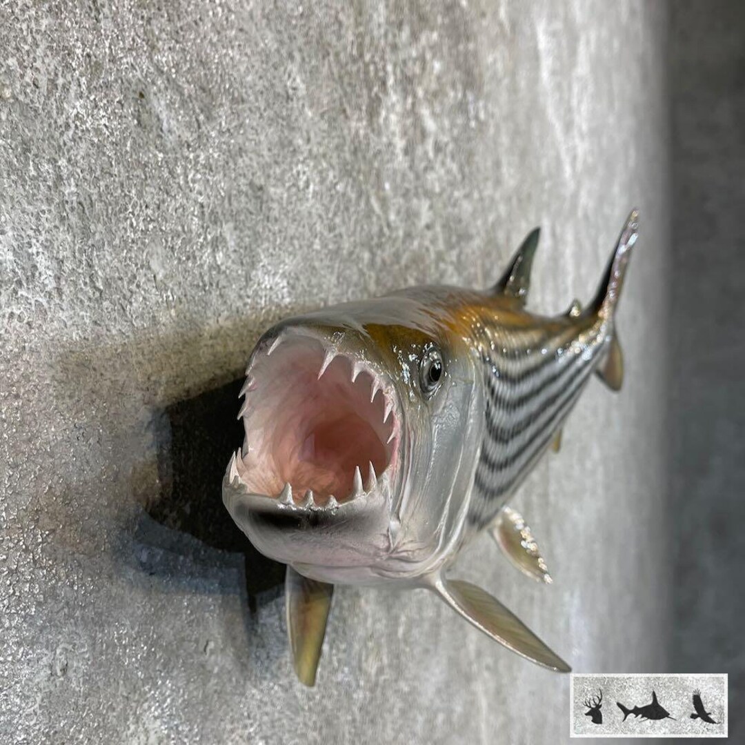 30.5 African Tiger Fish Taxidermy Mount Grade: World Class - Etsy