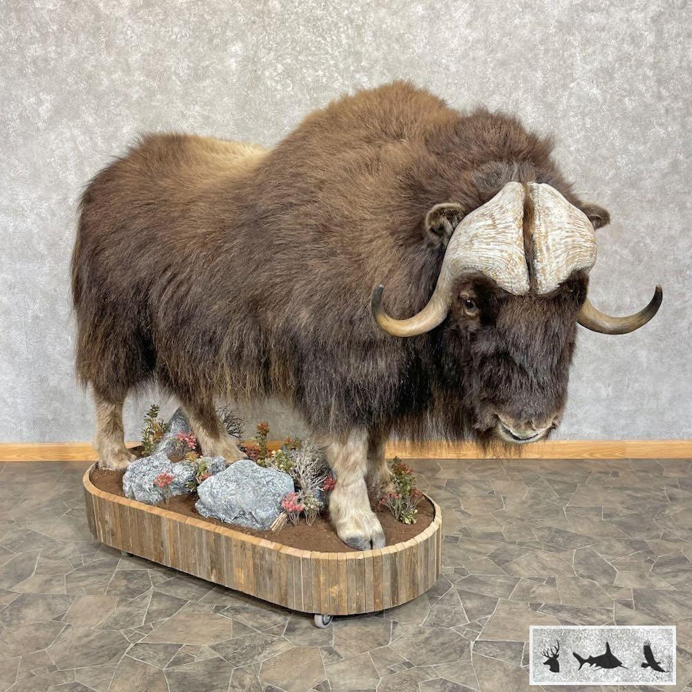 Barren Ground Muskox Life-size Taxidermy Mount Grade: Elite - Etsy