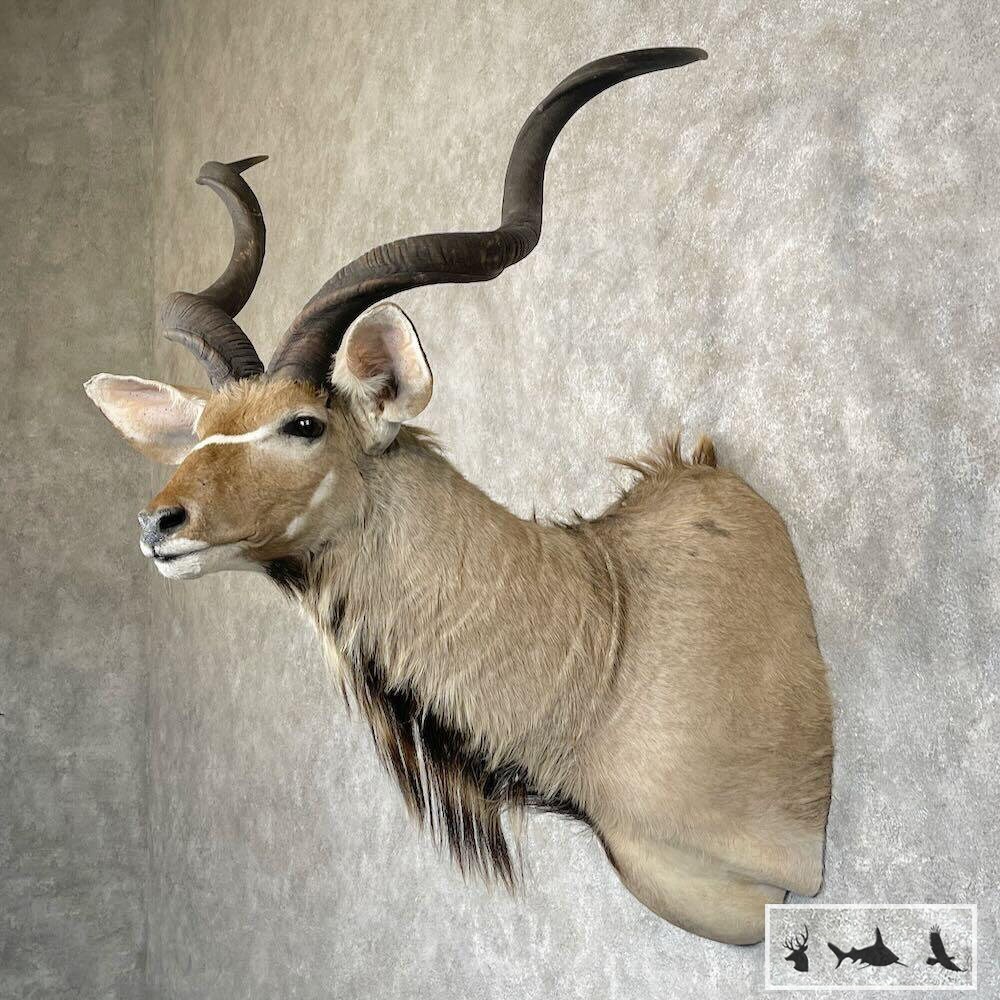 Greater Kudu Taxidermy Shoulder Mount Grade: Excellent - Etsy