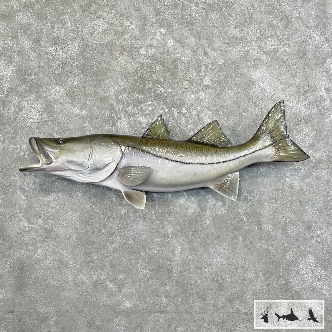 43 Common Snook Taxidermy Fish Mount Grade: World Class - Etsy
