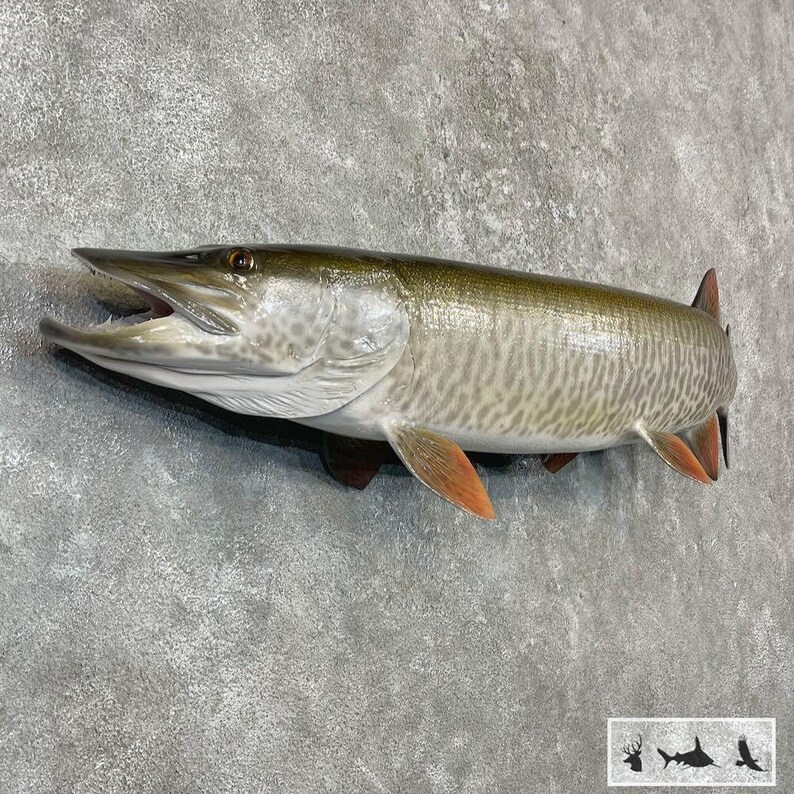 53 Muskie Reproduction Taxidermy Fish Mount Grade: World Class - Etsy