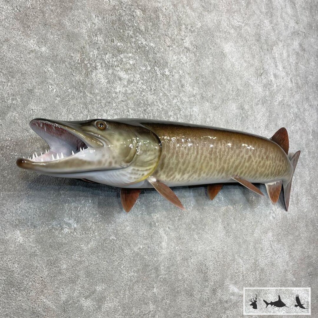 53 Reproduction Muskellunge Fish Mount Grade: World Class - Etsy