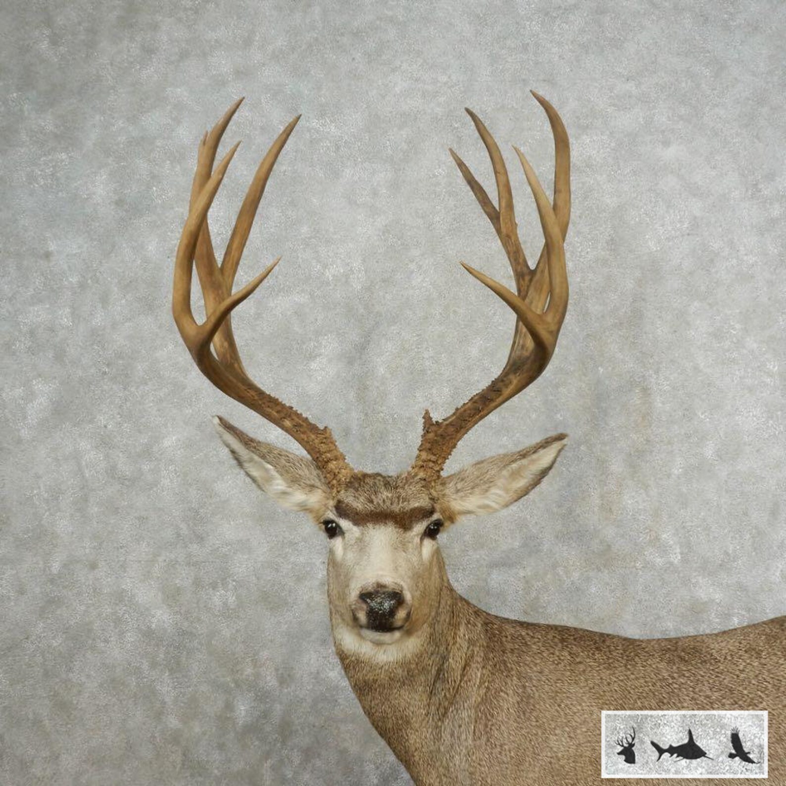 Mule Deer Life-size Taxidermy Mount Grade: Elite - Etsy