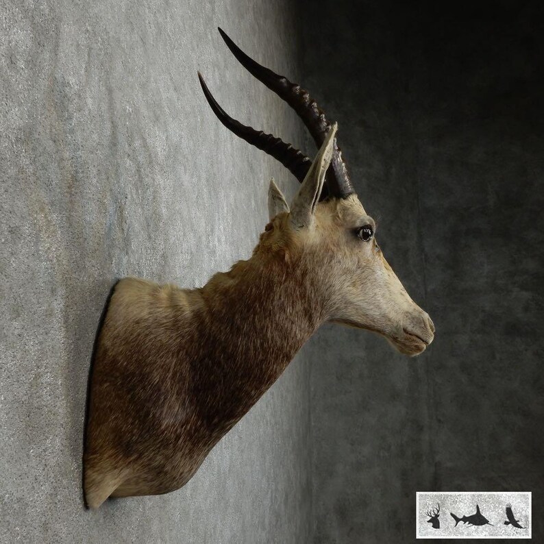 African White Blesbok Shoulder Taxidermy Mount Grade: Excellent - Etsy