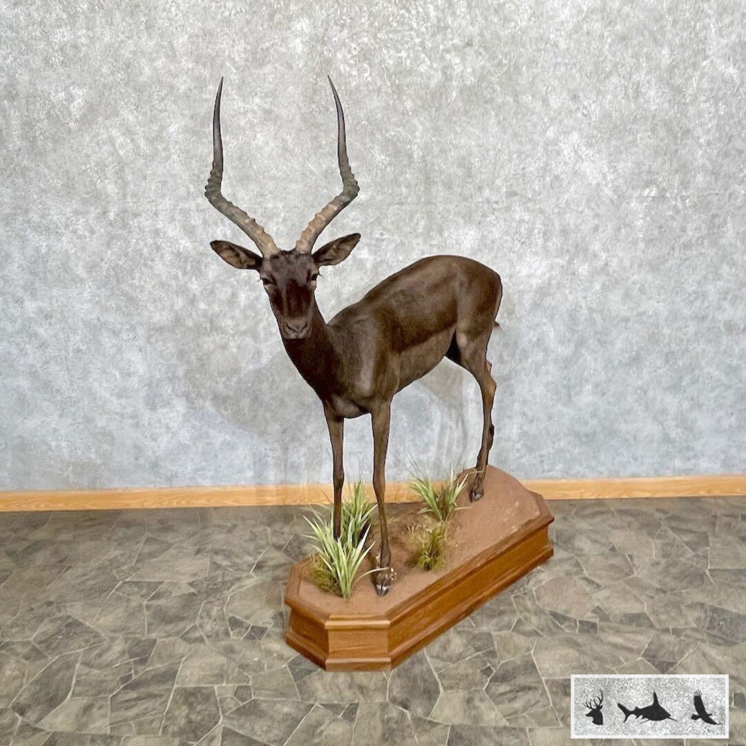 Chocolate black Impala Life Size Taxidermy Mount Grade: World Class - Etsy