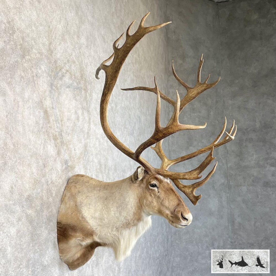 Mountain Caribou Taxidermy Shoulder Mount Grade: World Class - Etsy