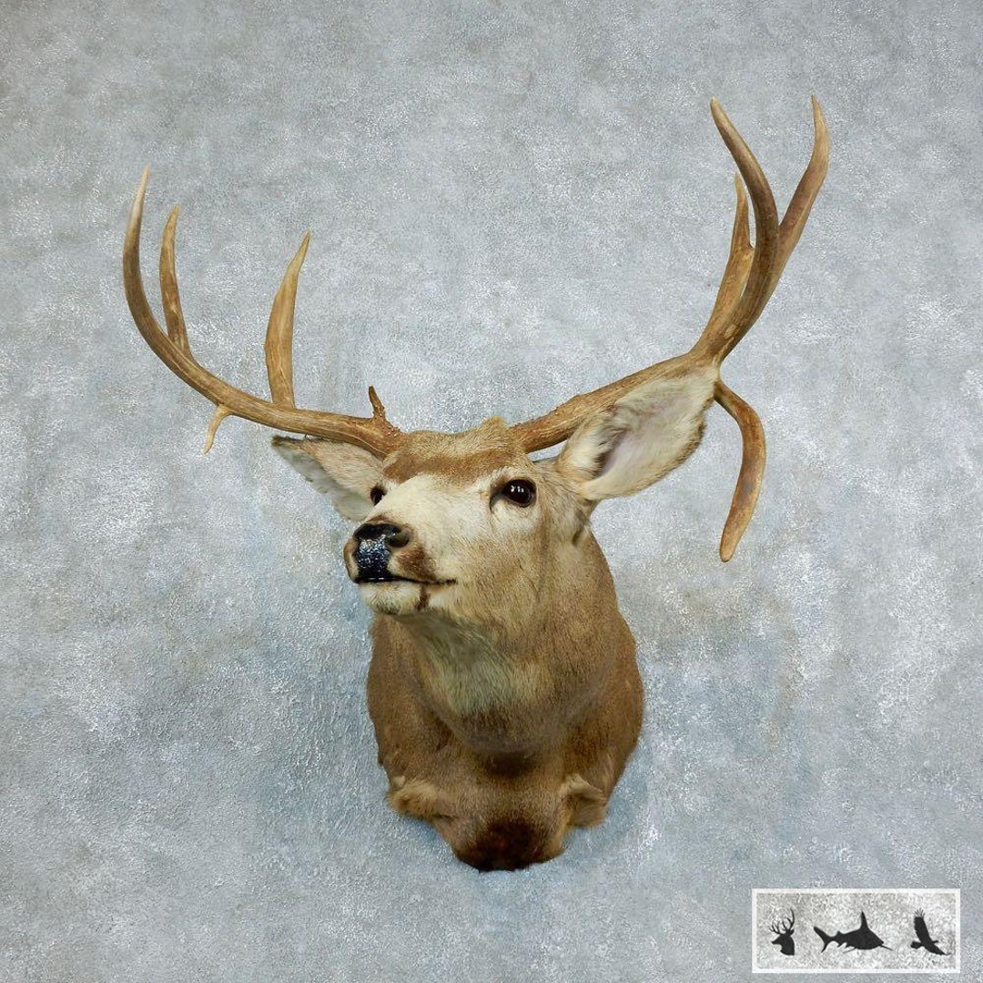 Mule Deer Taxidermy Shoulder Mount Grade: Excellent - Etsy