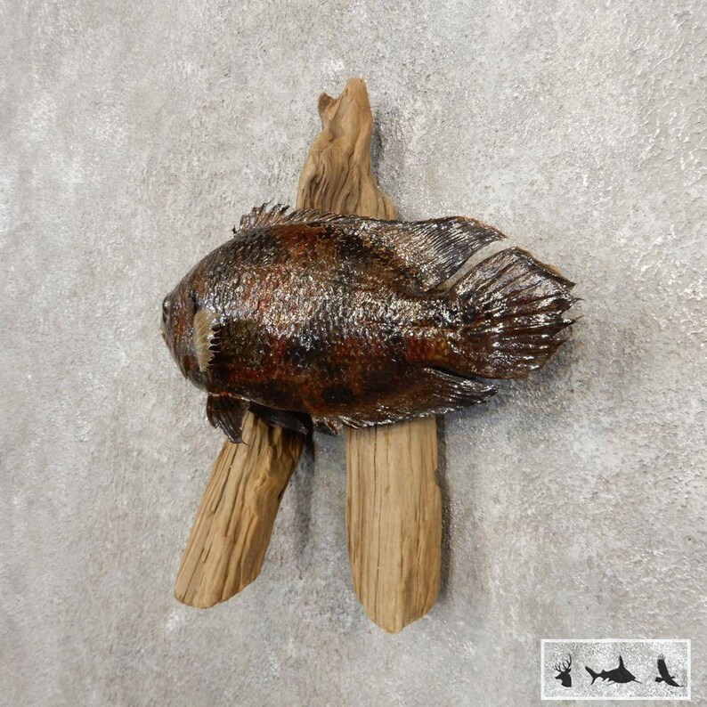 13 Tripletail Taxidermy Fish Mount Grade: Excellent - Etsy