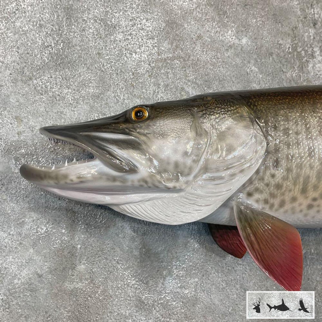 56 Muskie Reproduction Taxidermy Fish Mount Grade: World Class - Etsy