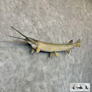51 Longnose Gar Taxidermy Fish Mount Grade: Elite - Etsy