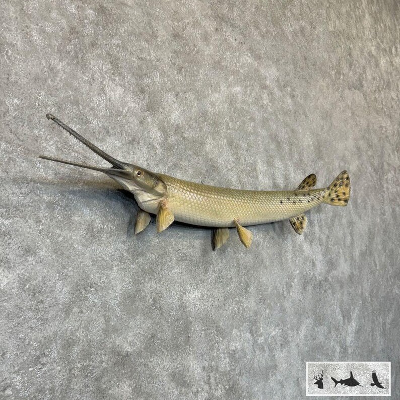 51 Longnose Gar Taxidermy Fish Mount Grade: Elite - Etsy
