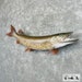 49.75 Muskie Reproduction Taxidermy Fish Mount Grade: World Class - Etsy