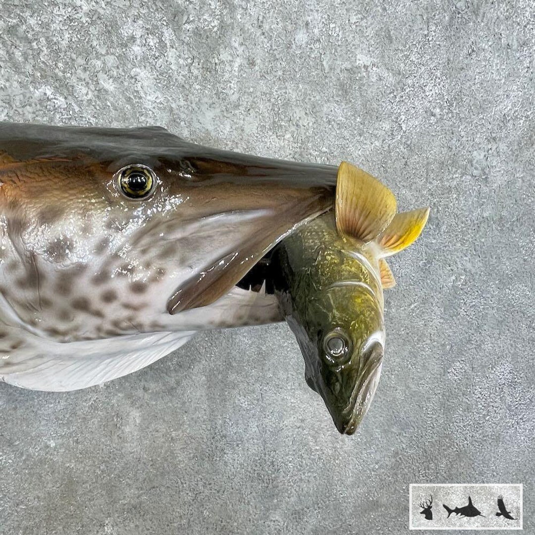 51 Muskie Reproduction Taxidermy Fish Mount Grade: World Class - Etsy