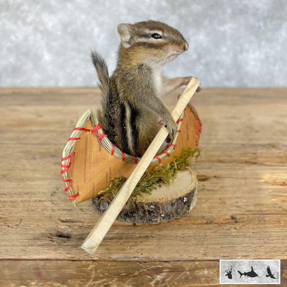 Novelty Chipmunk Taxidermy Mount Grade: Premier - Etsy