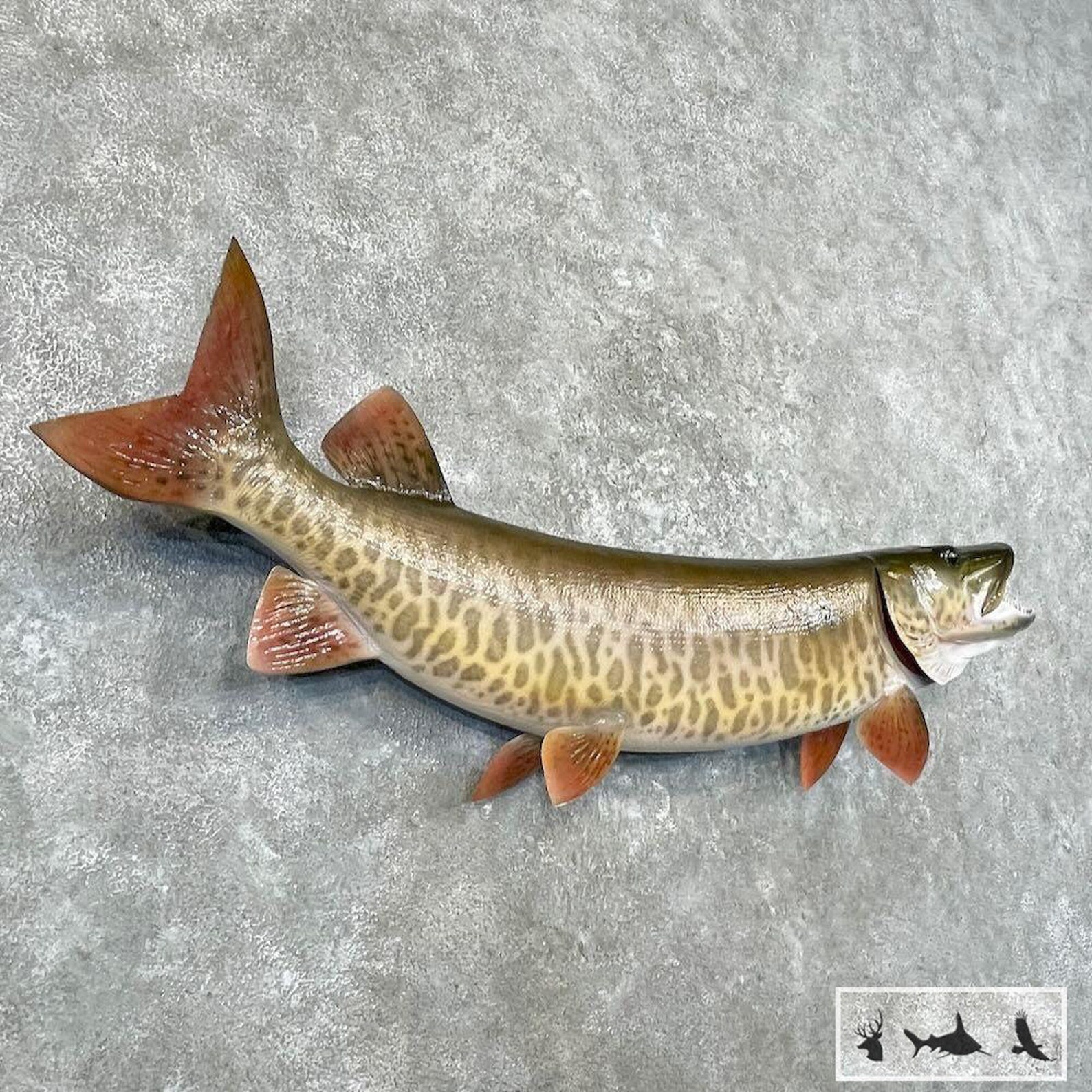 49.75 Muskie Reproduction Taxidermy Fish Mount Grade: World Class - Etsy