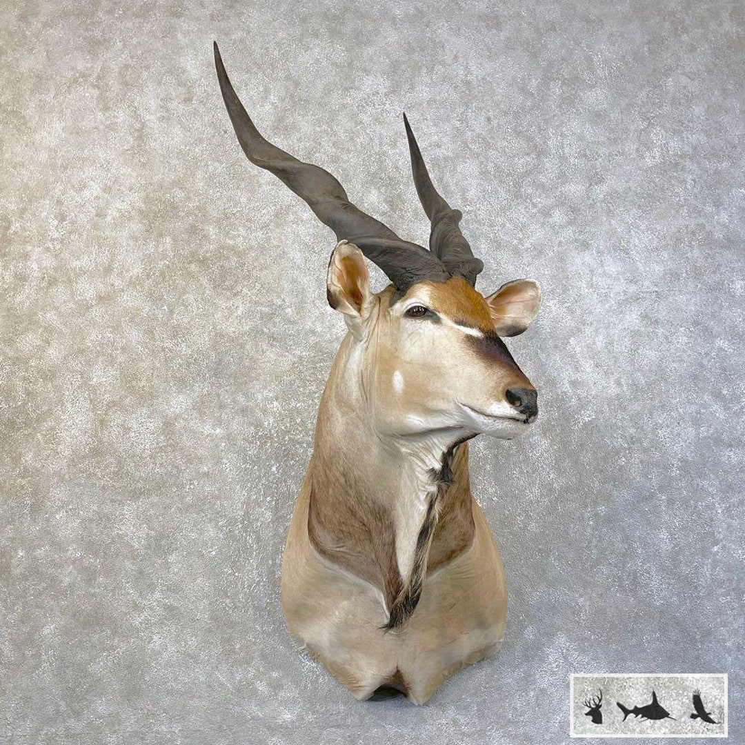 African Lord Derby Eland Taxidermy Shoulder Mount Grade: Elite - Etsy