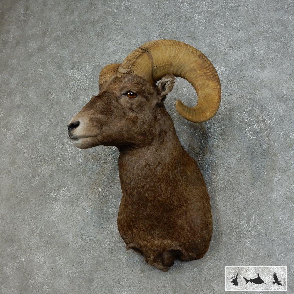 Bighorn Sheep Taxidermy Shoulder Mount Grade: Premier - Etsy