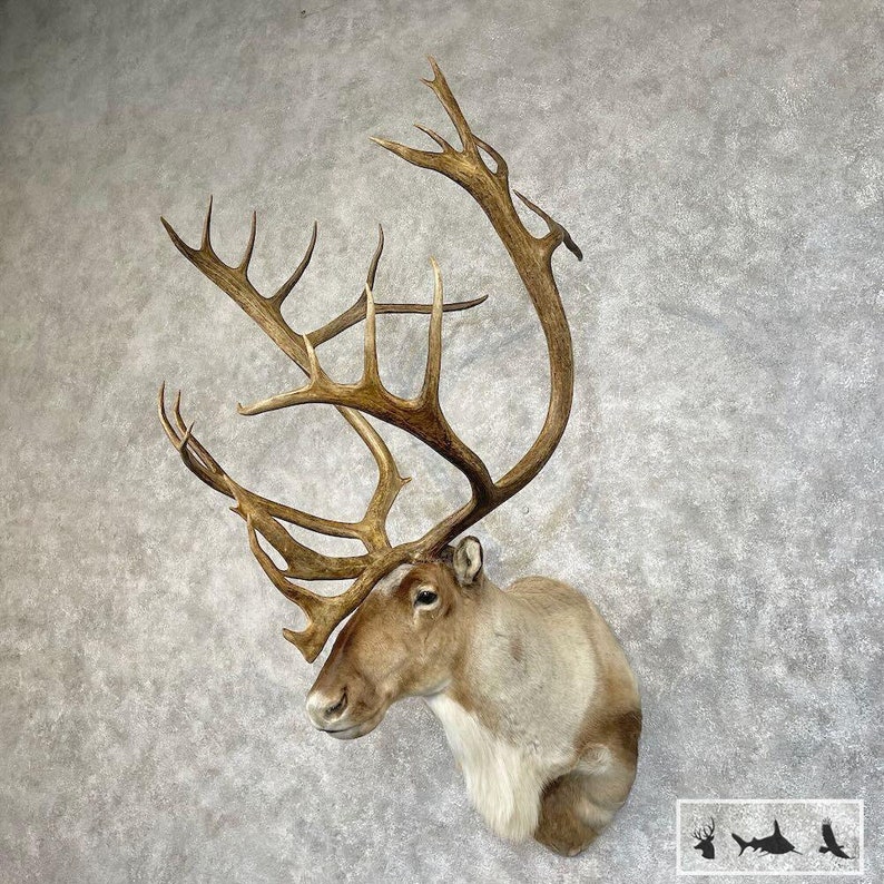 Mountain Caribou Taxidermy Shoulder Mount Grade: World Class - Etsy