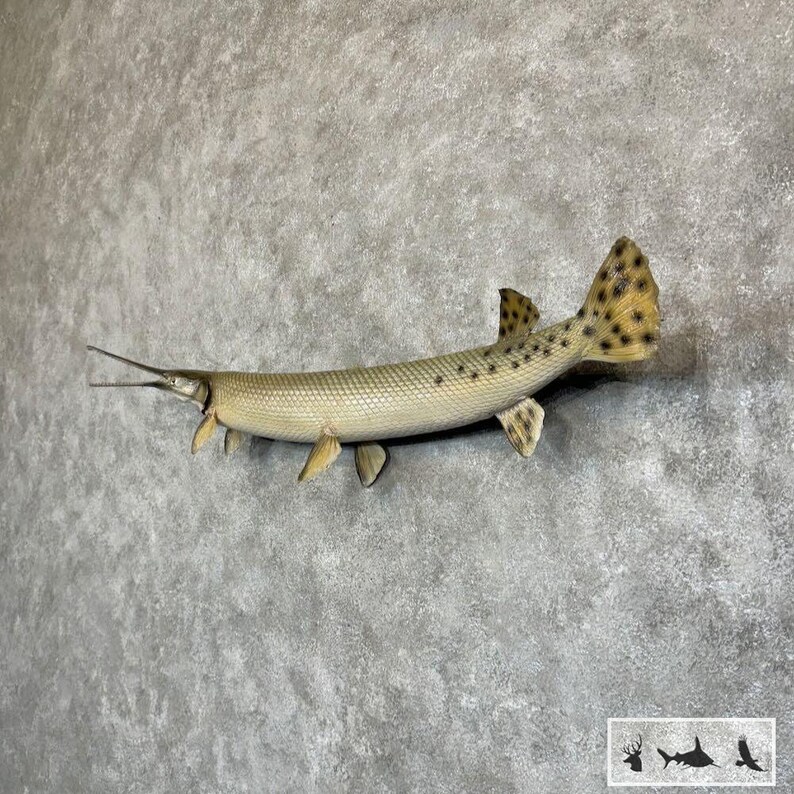 51 Longnose Gar Taxidermy Fish Mount Grade: Elite - Etsy